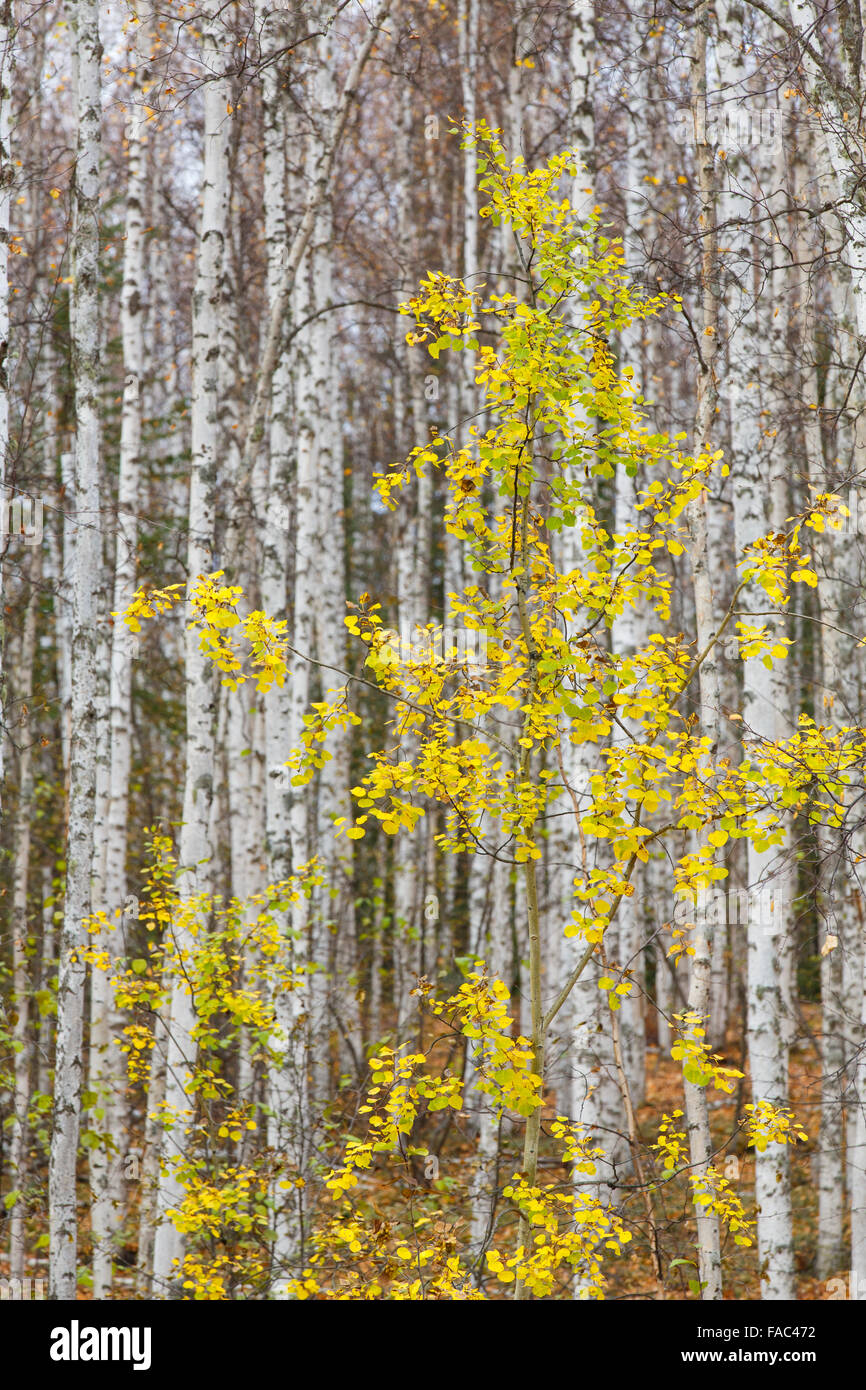 Fall colors near Fairbanks, Alaska Stock Photo - Alamy