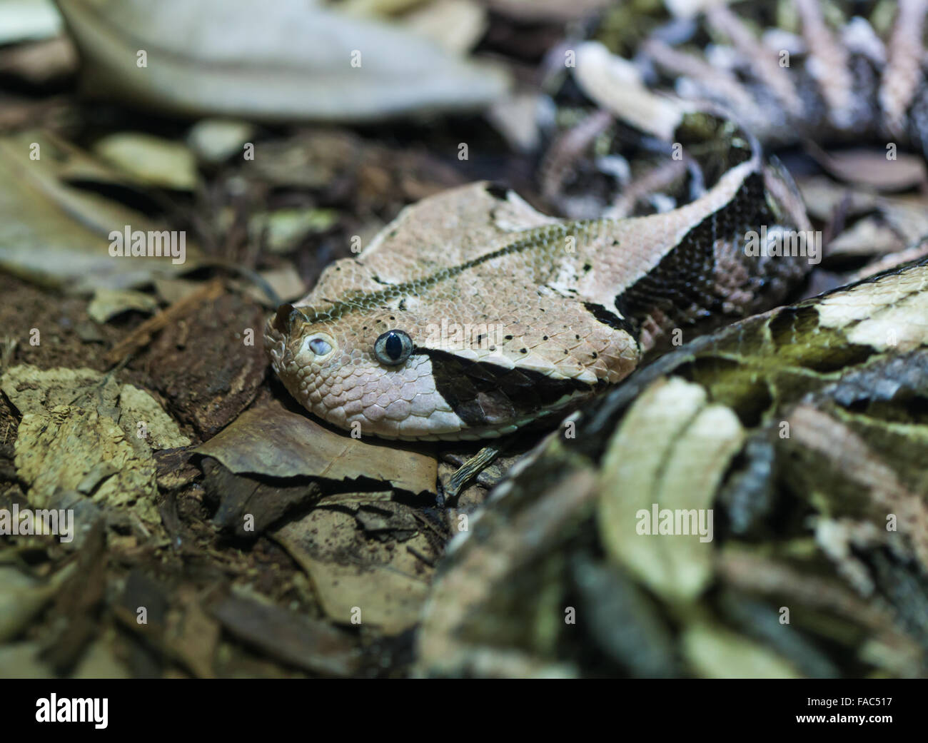 Gaboon viper hi-res stock photography and images - Alamy