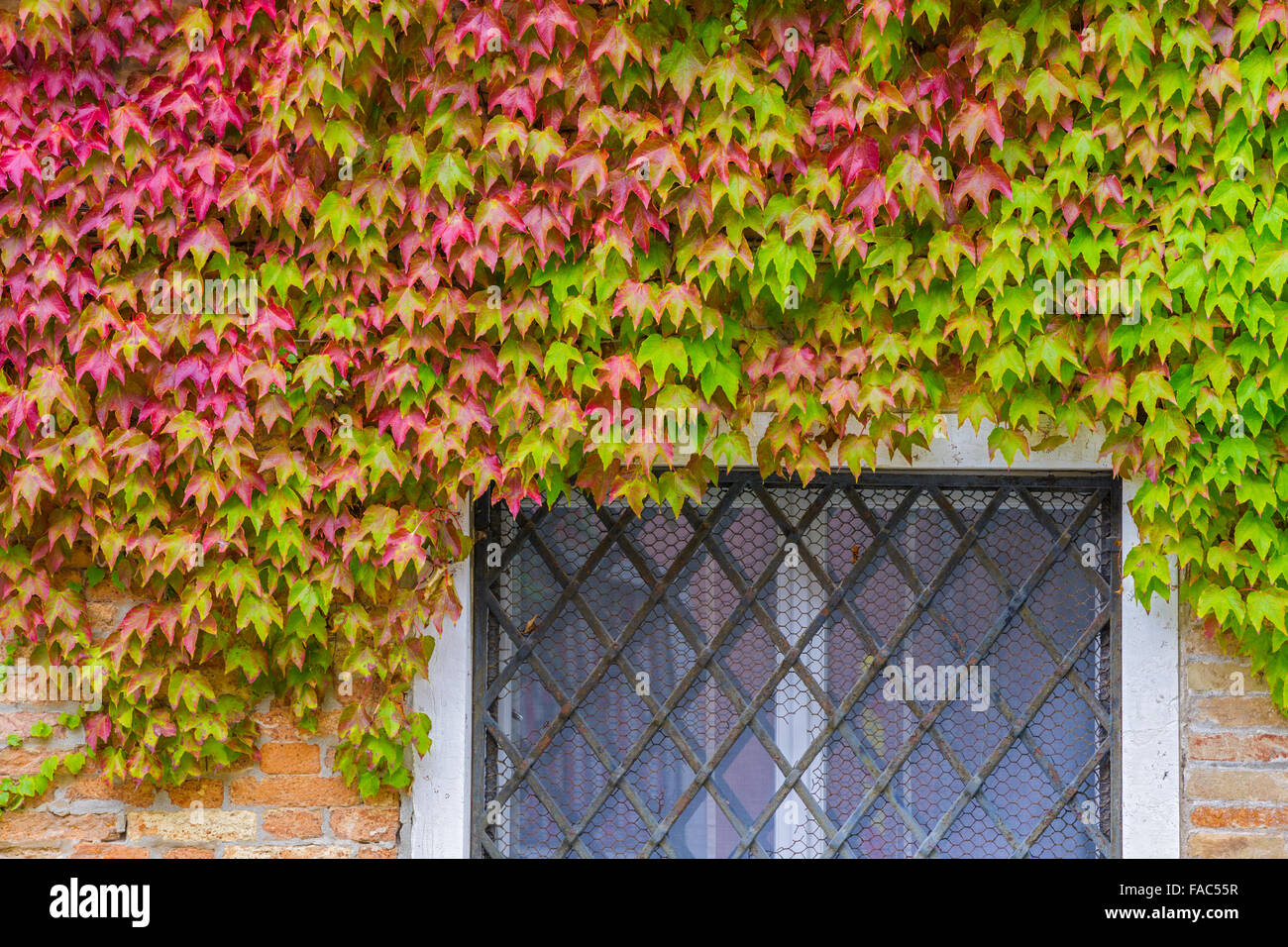 Vines on brick wall hi-res stock photography and images - Alamy