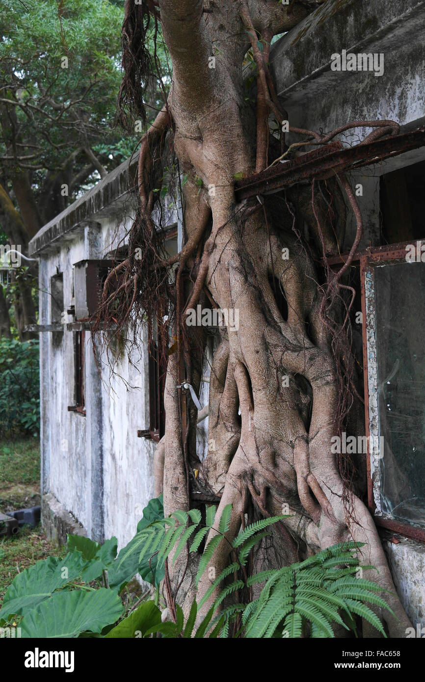 Tree meets house Stock Photo - Alamy