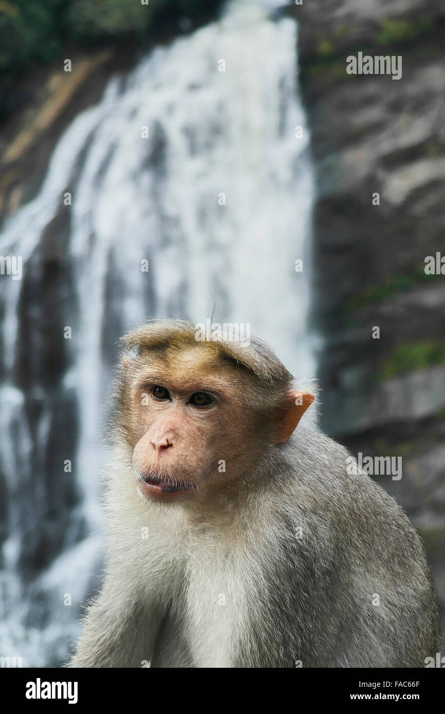 Nationalpark munnar hi-res stock photography and images - Alamy