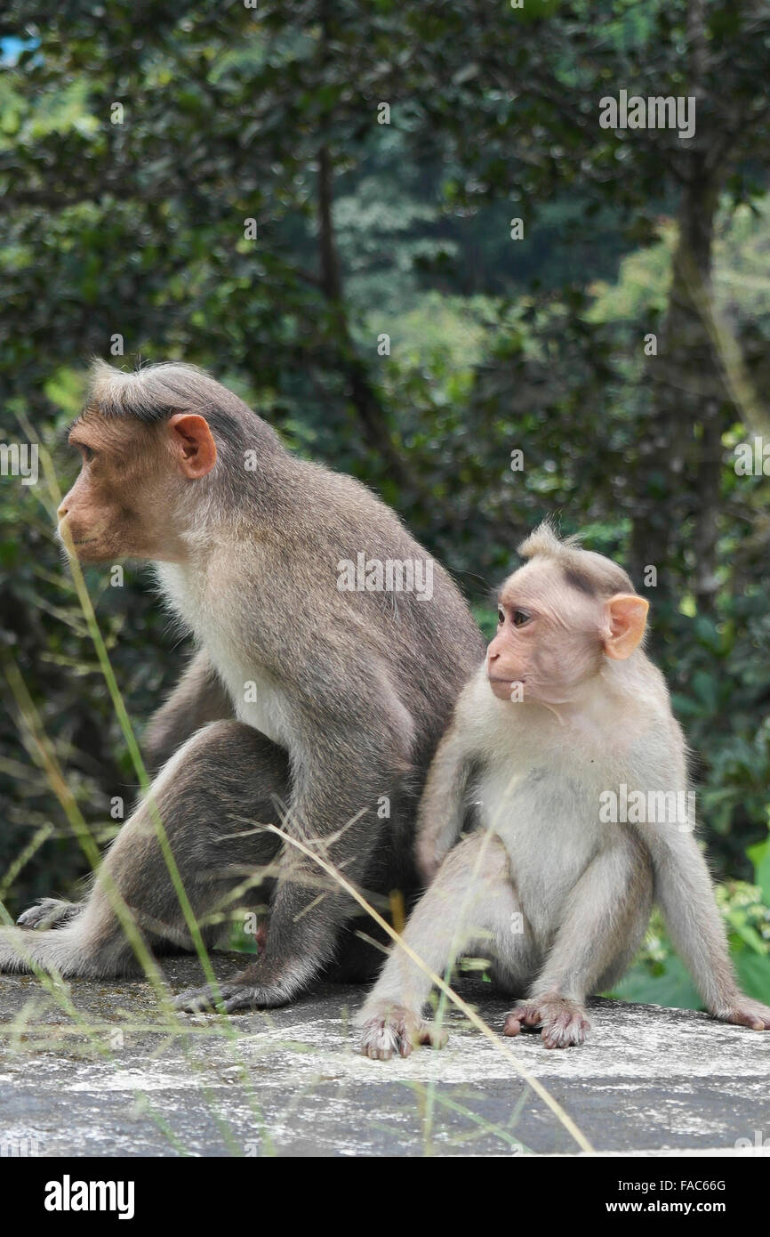 Nationalpark munnar hi-res stock photography and images - Alamy
