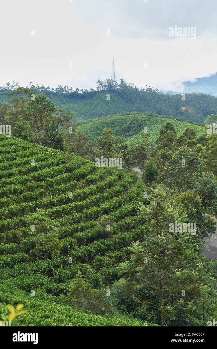Munnar tea field in india Stock Photo - Alamy