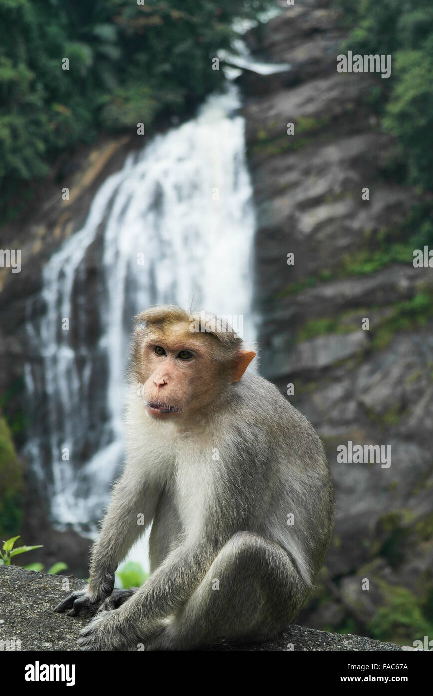 Monkey waterfall in Munnar Stock Photo - Alamy