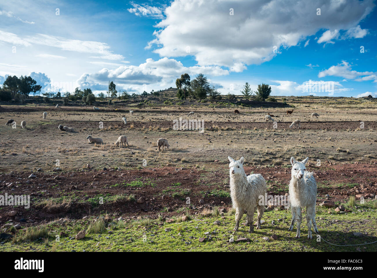 Llama andes hi-res stock photography and images - Alamy