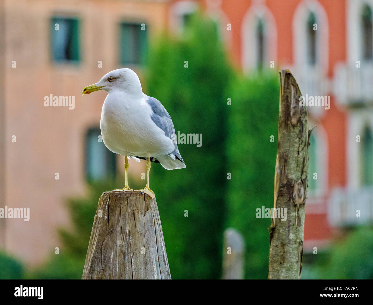Seagull on piling in Venice, Italy Stock Photo - Alamy
