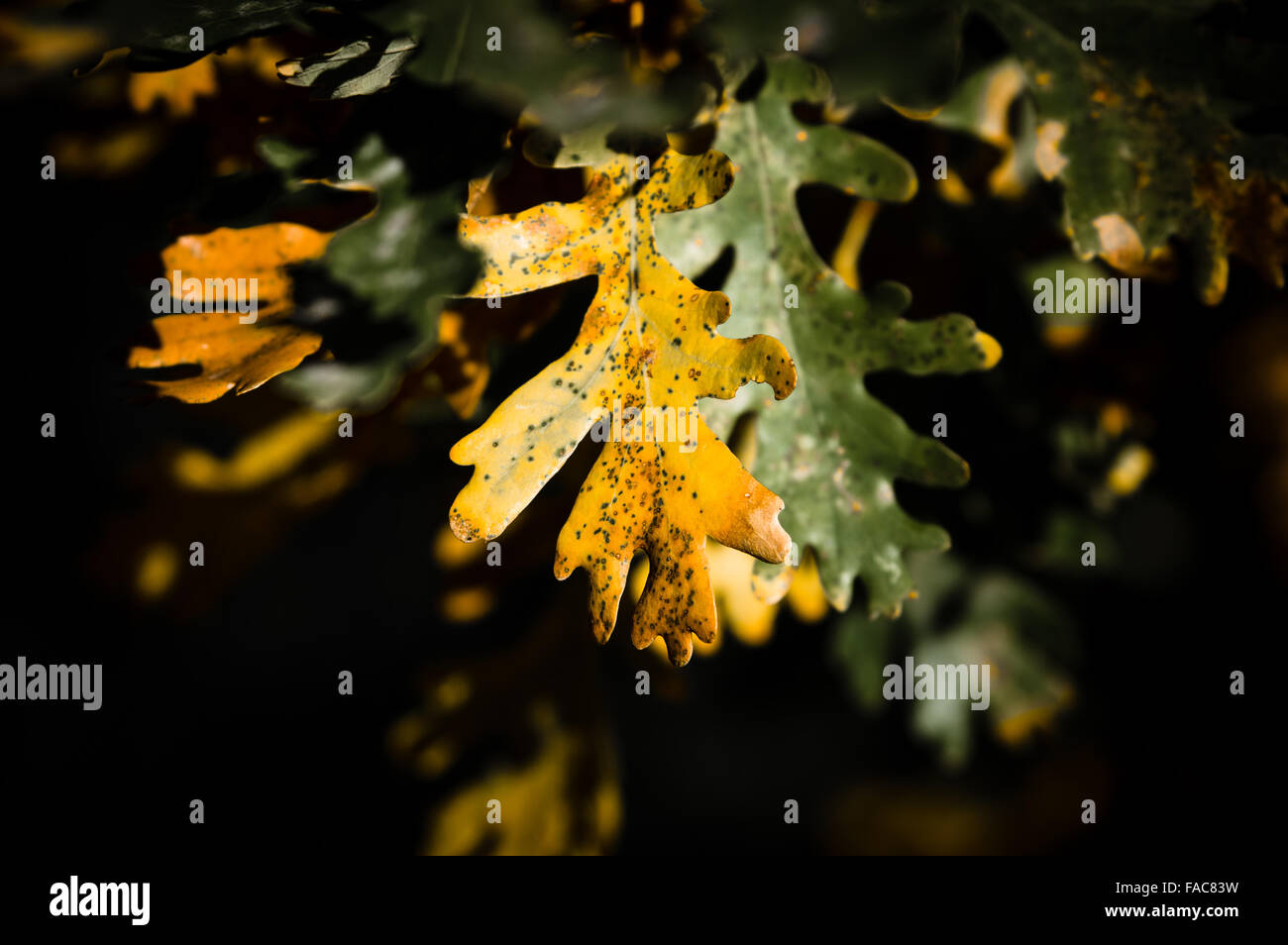 Branch oak tree italy hi-res stock photography and images - Alamy