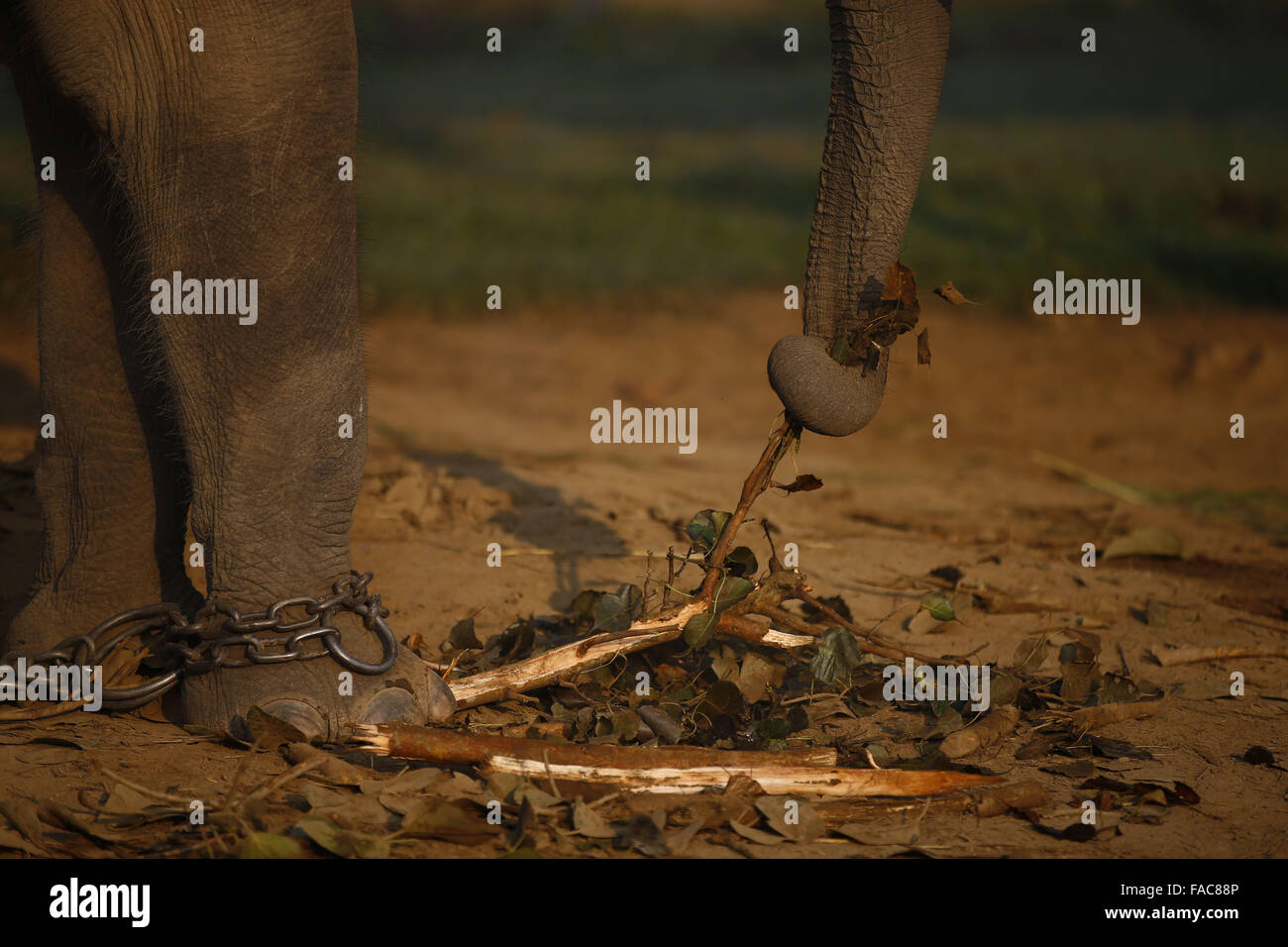 Chitwan, Sauhara, Nepal. 27th Dec, 2015. An elephant reels wood before ...