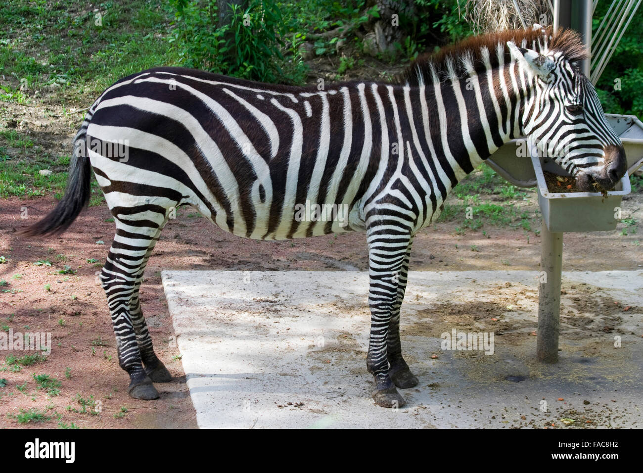 The Zebra. Brookfield zoo Stock Photo - Alamy