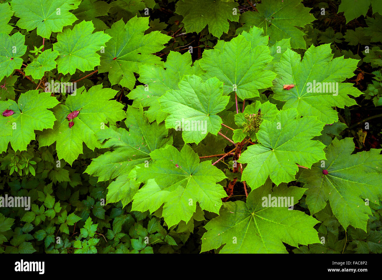 Devil's Club growing beside walkway at Starrigavan Recreation Area near ...