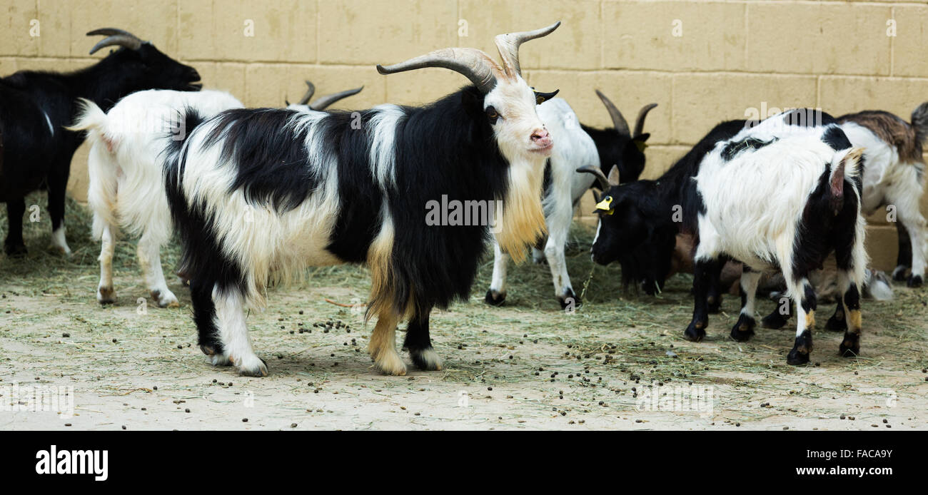 Few goats at the farm Stock Photo - Alamy
