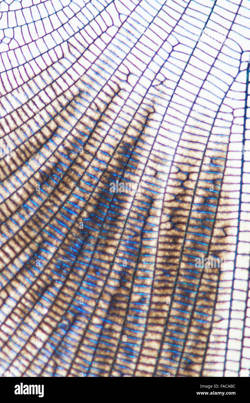 Nice square structure with many small cells Stock Photo - Alamy