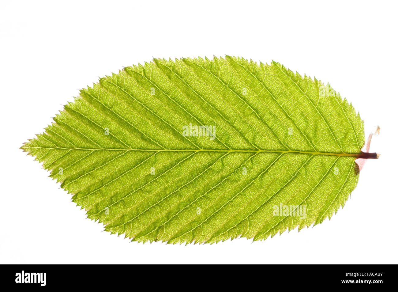 Nice green spring leaf, over a white background Stock Photo - Alamy