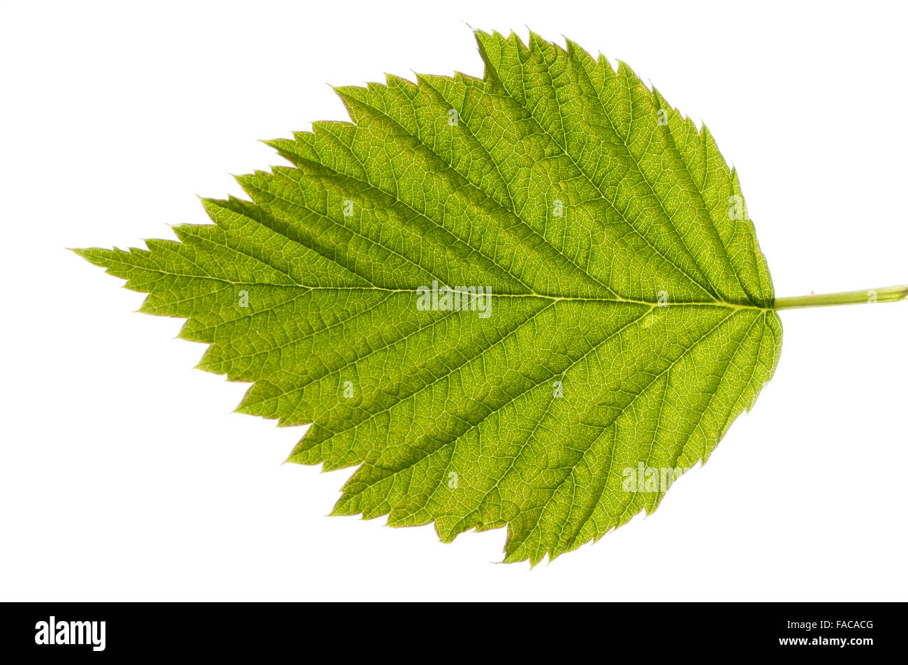 Nice green spring leaf isolated over a white background Stock Photo - Alamy