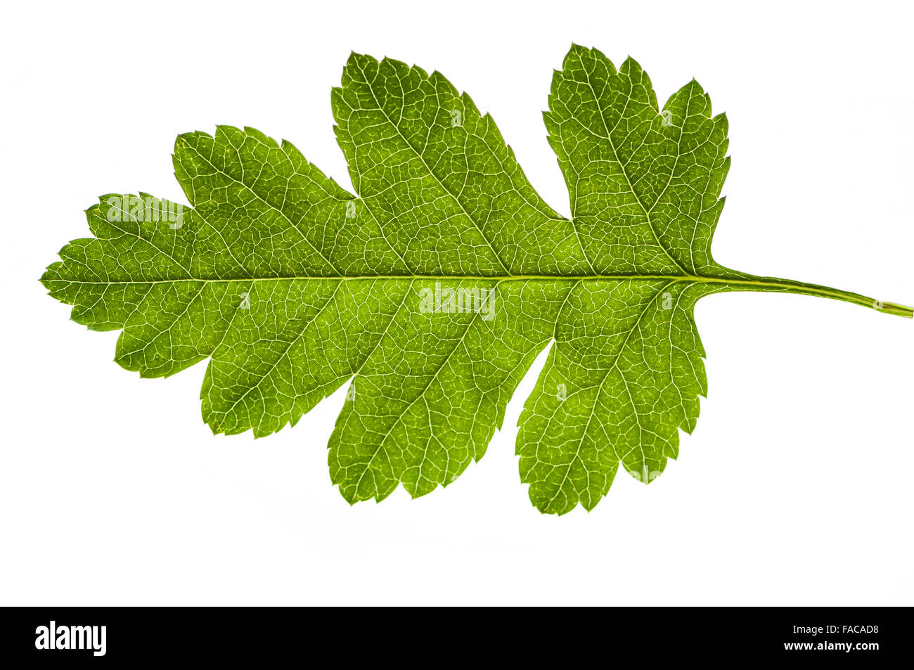 Nice fresh green spring leaf isolated over a white background Stock ...