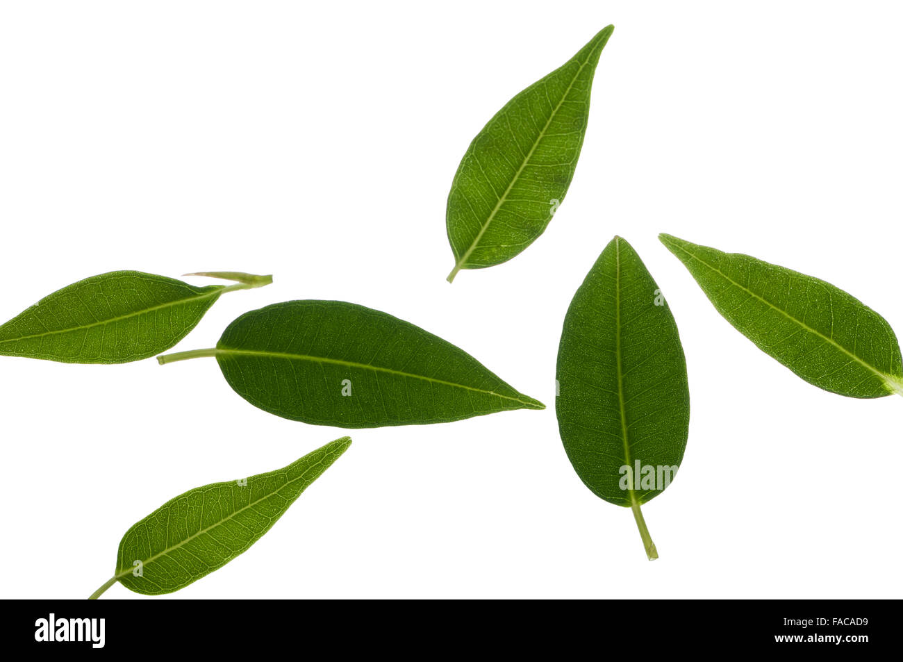 Delicious herb leaf laying on a white table Stock Photo - Alamy