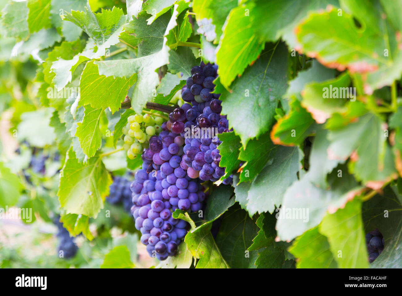 bunch of grapes at vineyards plant. Mediterranean France Stock Photo ...