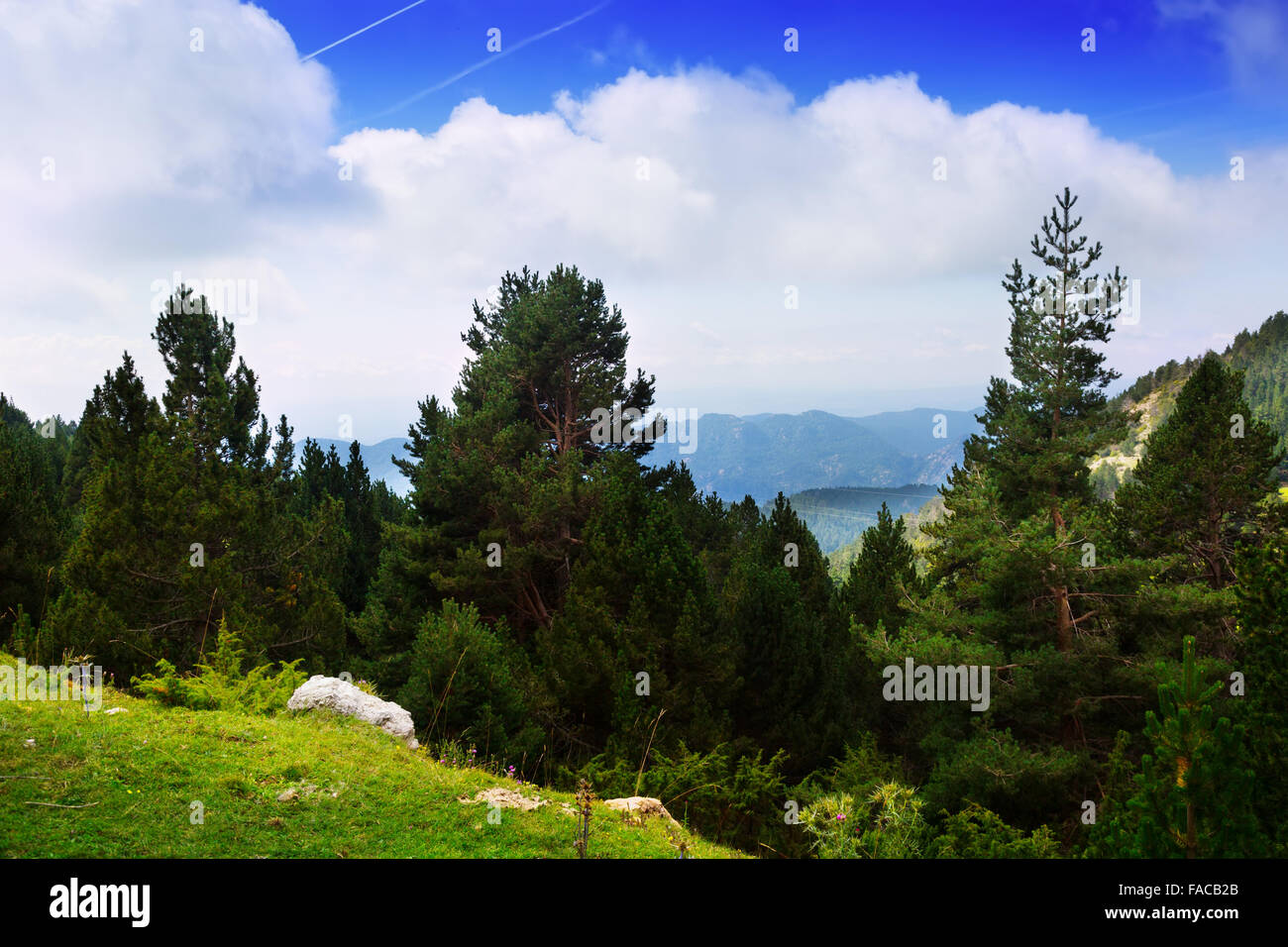 Summer landscape with mountainous forest and pine trees. Pyrenees Stock ...