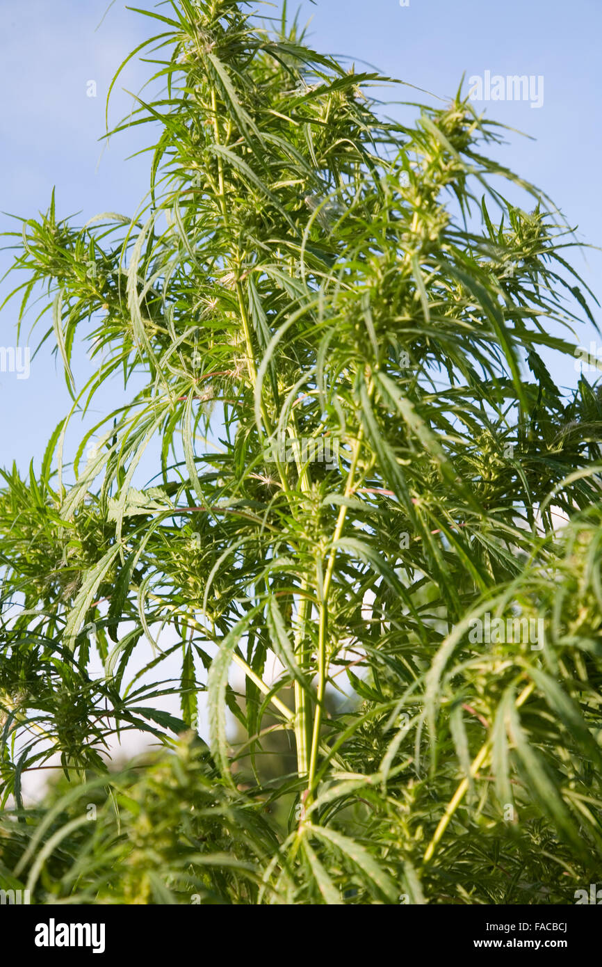 Bushes marijuana against the blue sky Stock Photo - Alamy