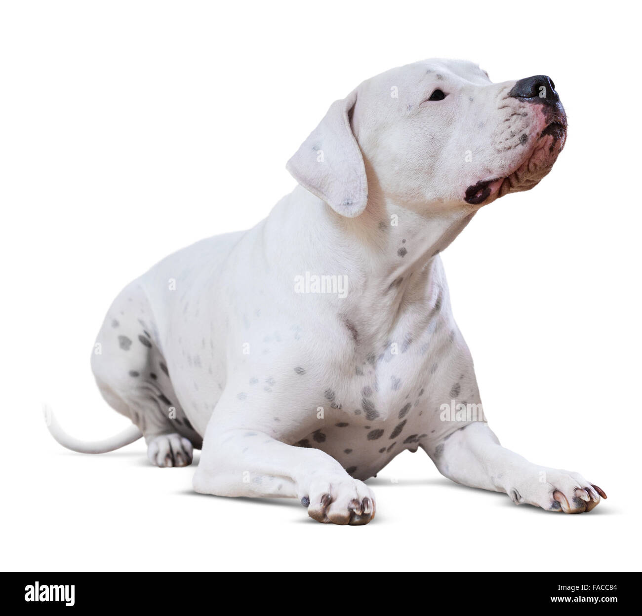 lying adult Dogo Argentino. Isolated on white background Stock Photo ...