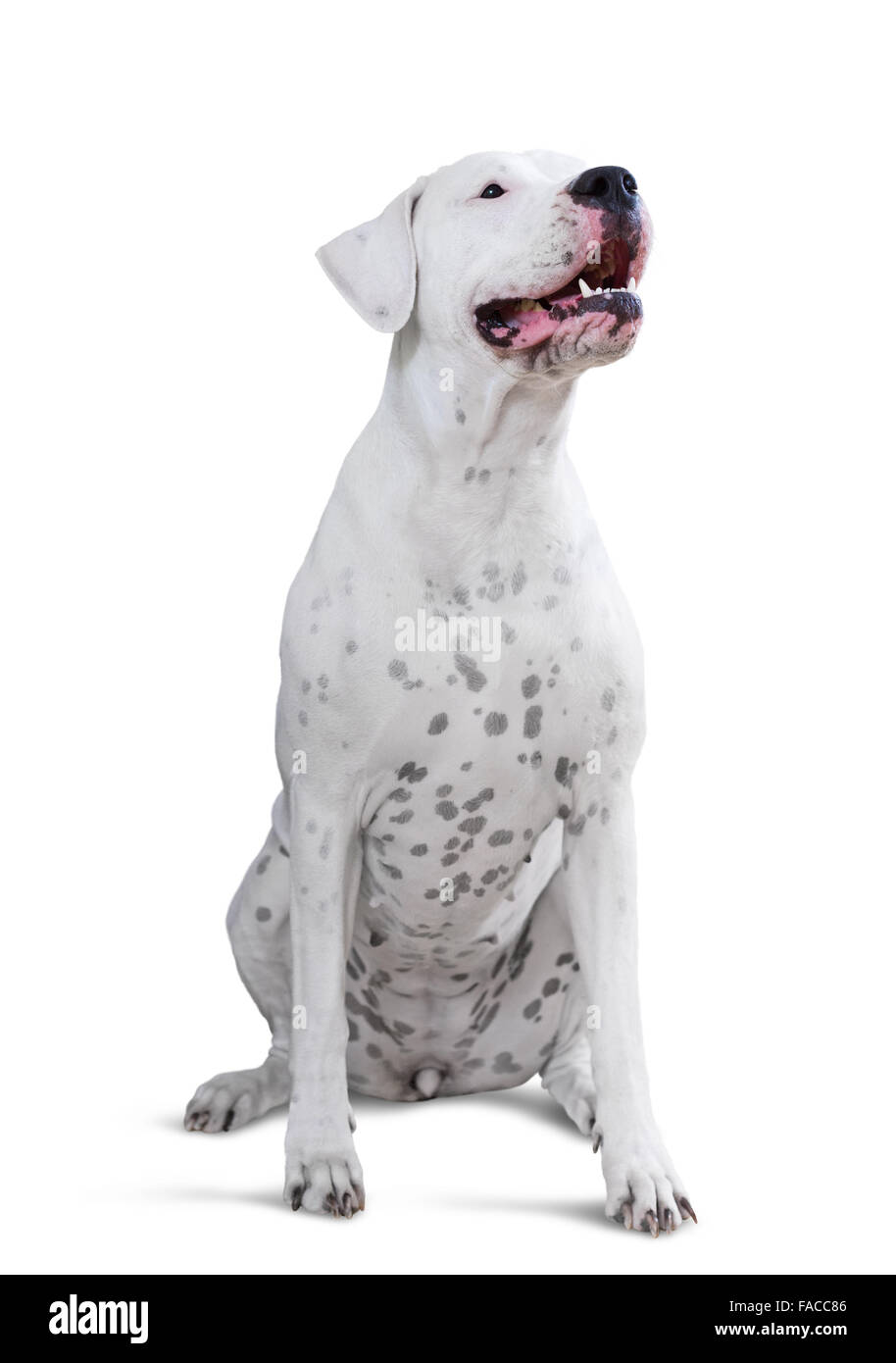 Sitting Adult Dogo Argentino. Isolated on white background Stock Photo ...