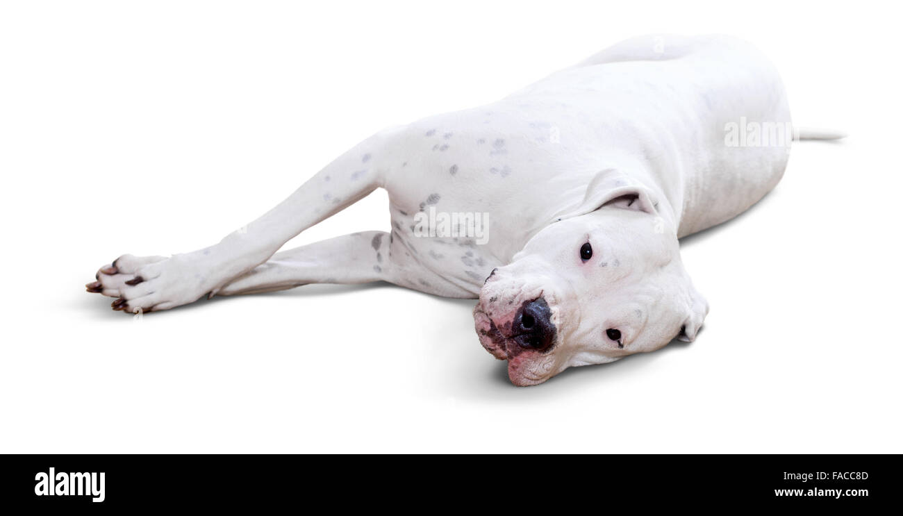 Lying dogo Argentino. Isolated over white background with shade Stock ...