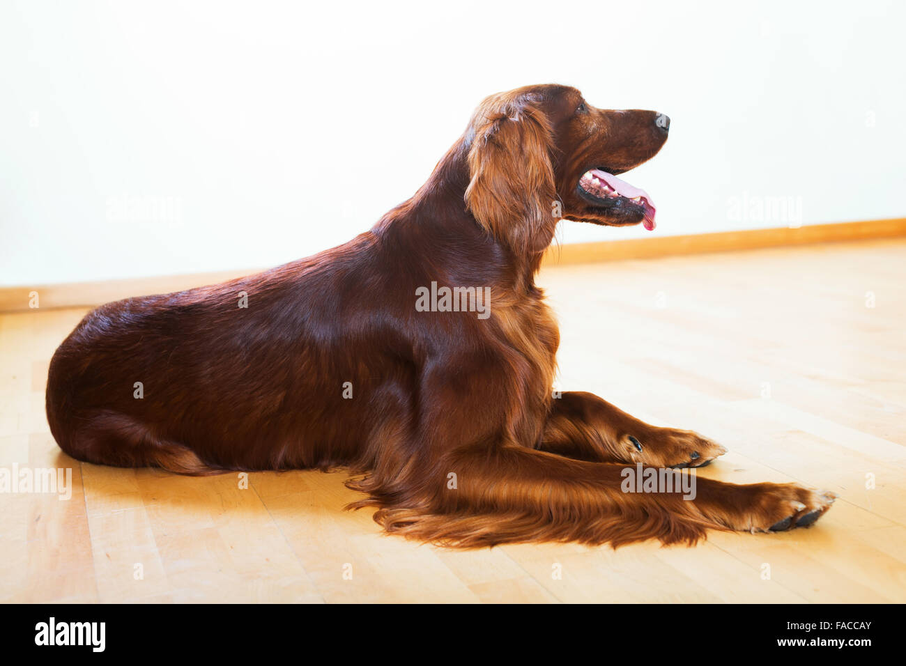 Red Irish Setter lying on the parquet floor Stock Photo - Alamy