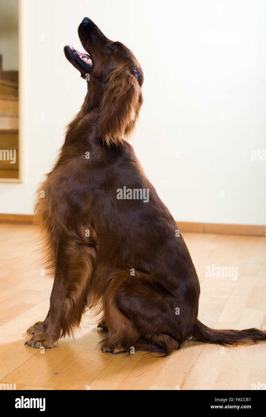 Irish Setter sitting on parquet Stock Photo - Alamy