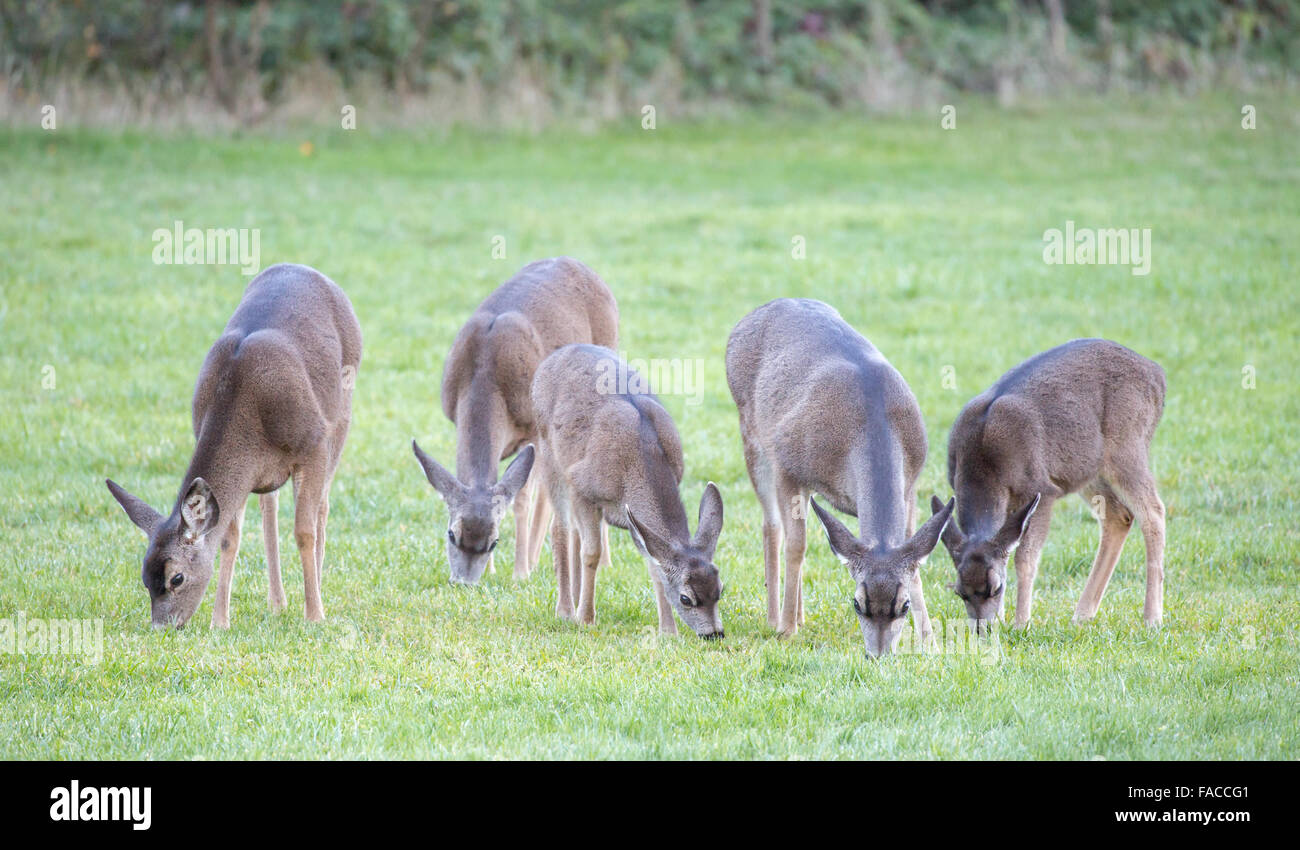 Black-tailed Deer, Odocoileus hemionus, herd Stock Photo - Alamy