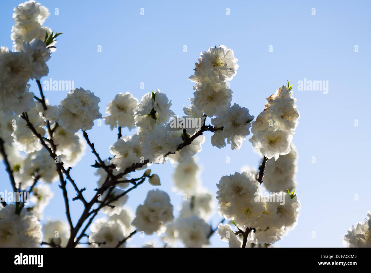 blooms tree branches in spring Stock Photo - Alamy