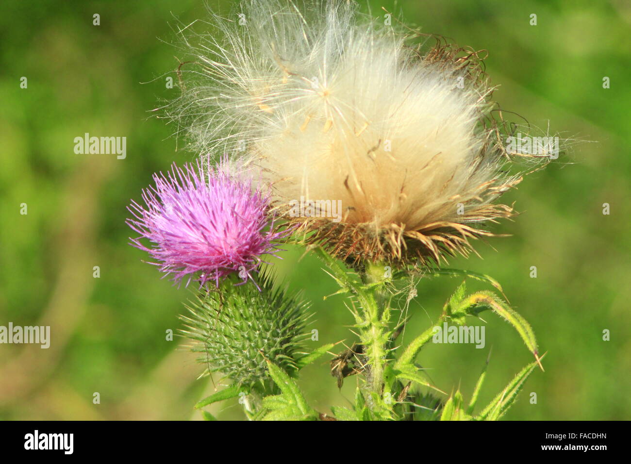 flowers of Carduus and ripe white seeds in September Stock Photo - Alamy