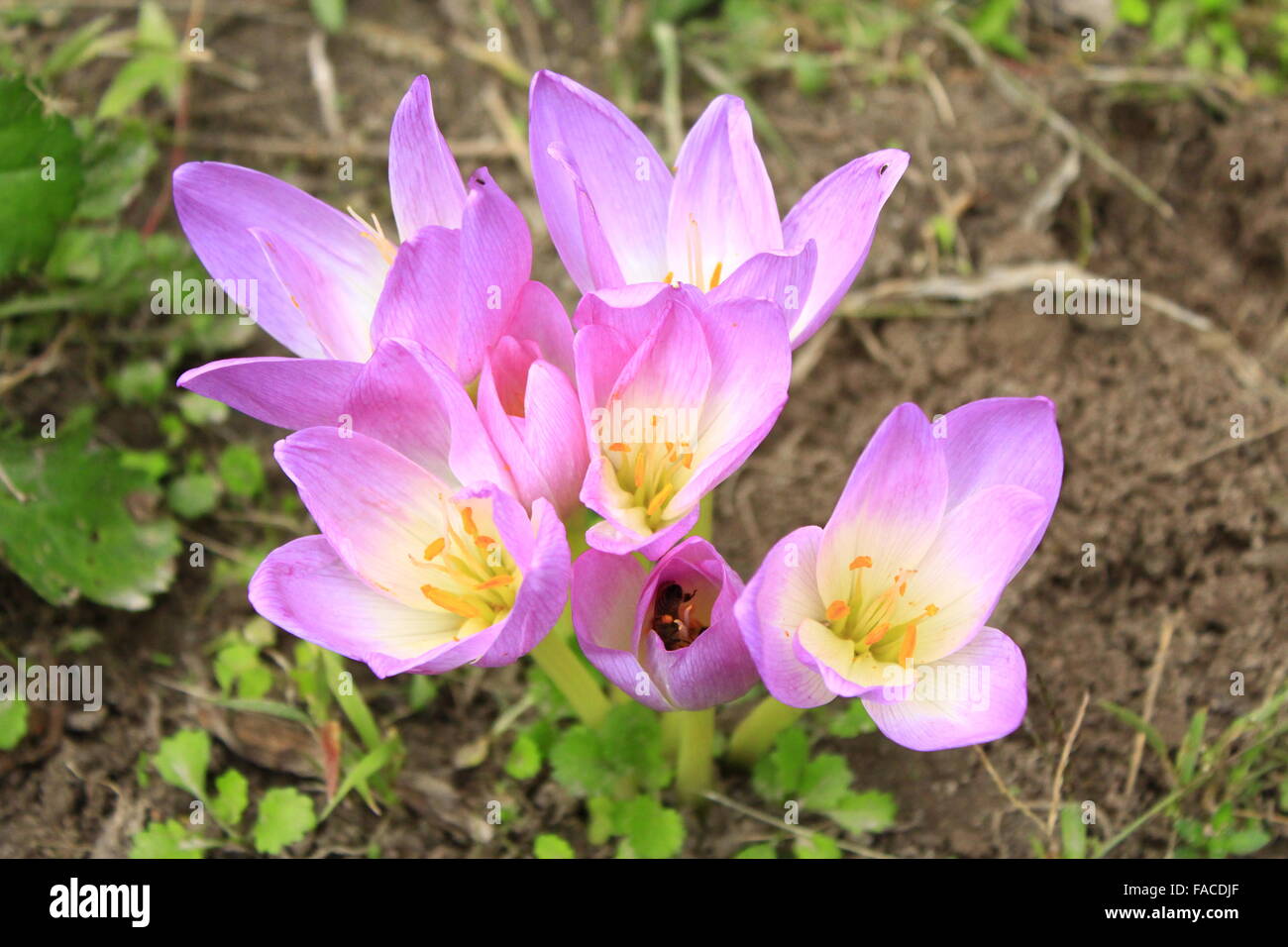 beautiful pink flowers of Colchicum autumnale blossoming in the Autumn ...