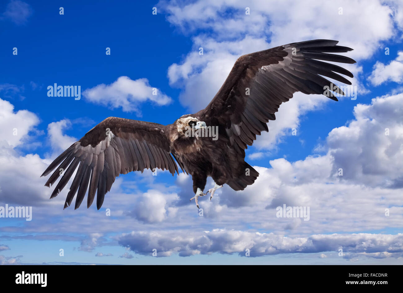 Black Vulture In Flight