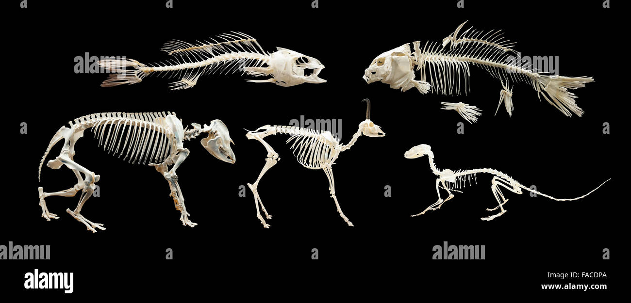 Set of skeletons of animals and fish. Isolated over black background ...