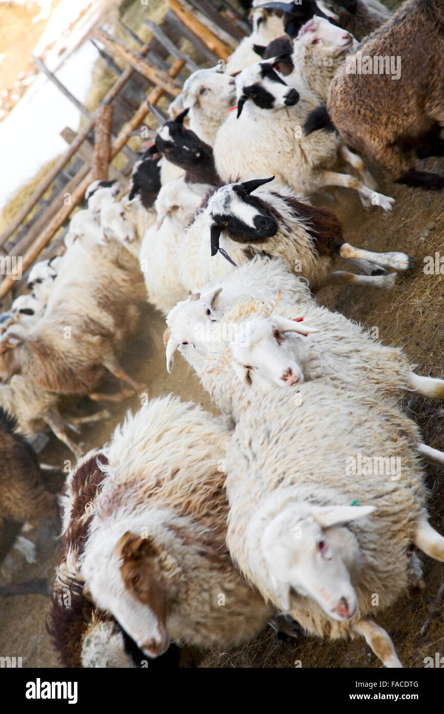 Mixed herd sheep hi-res stock photography and images - Alamy