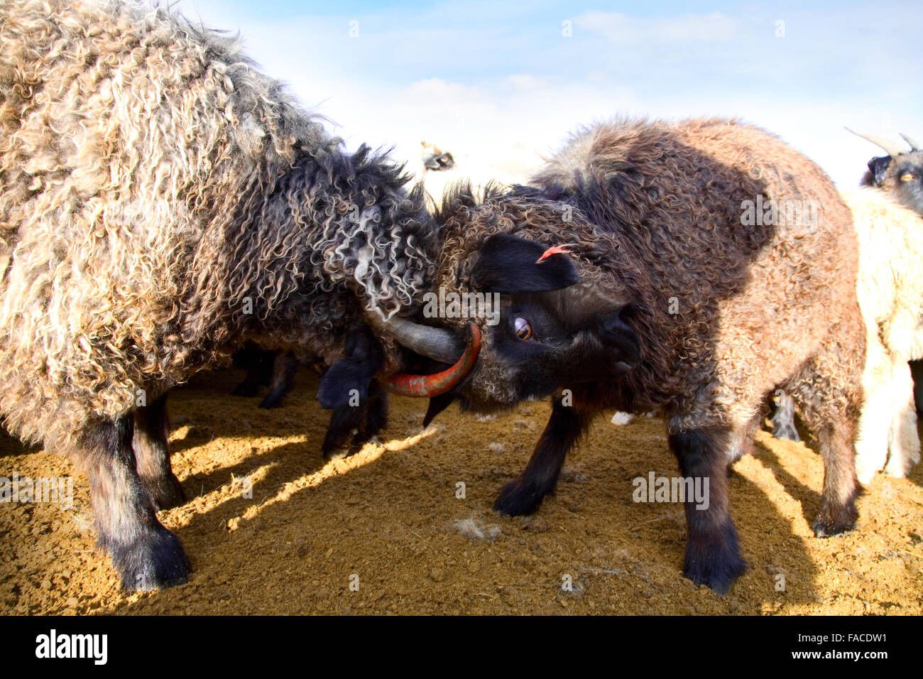 Two rams butting, but it may and goats Stock Photo - Alamy