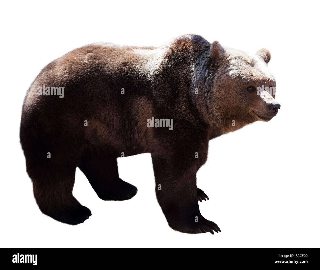 Adult hunt Cut Out Stock Images & Pictures - Alamy