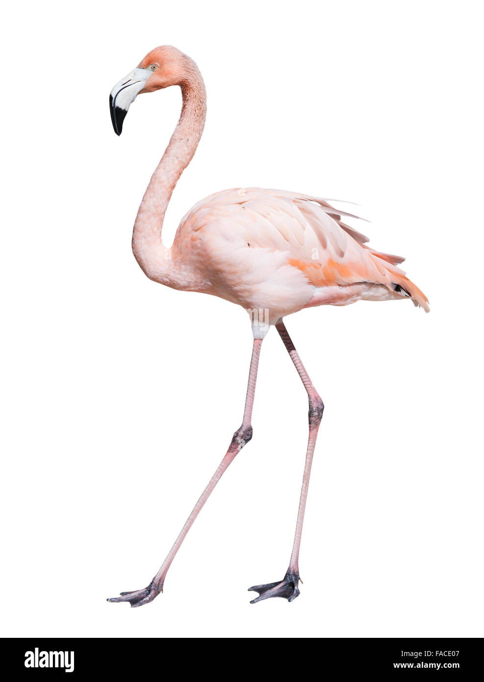 Full Length of pink flamingo. Isolated over white background Stock ...