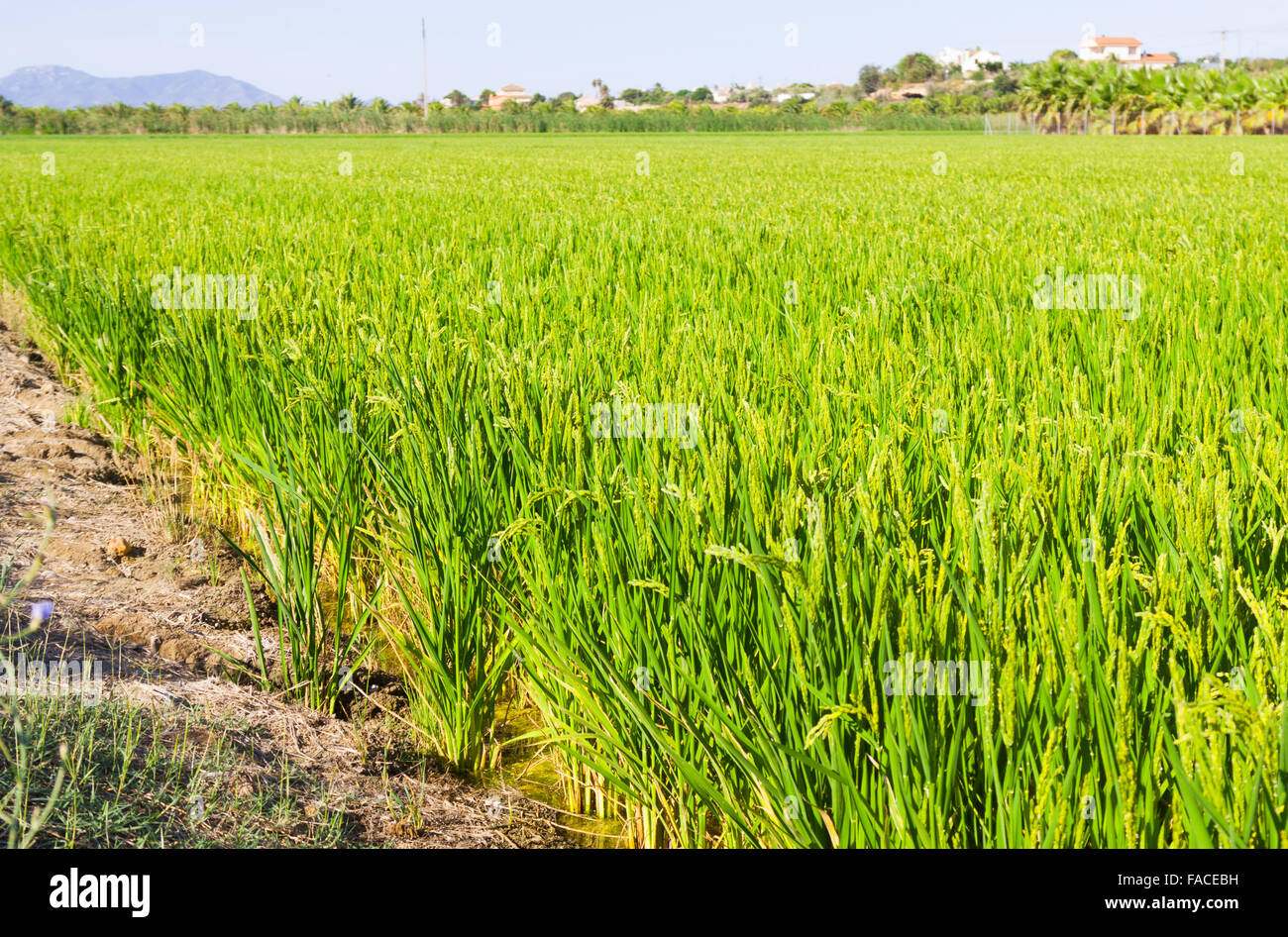 Typical rural landscape with rice fields Stock Photo - Alamy