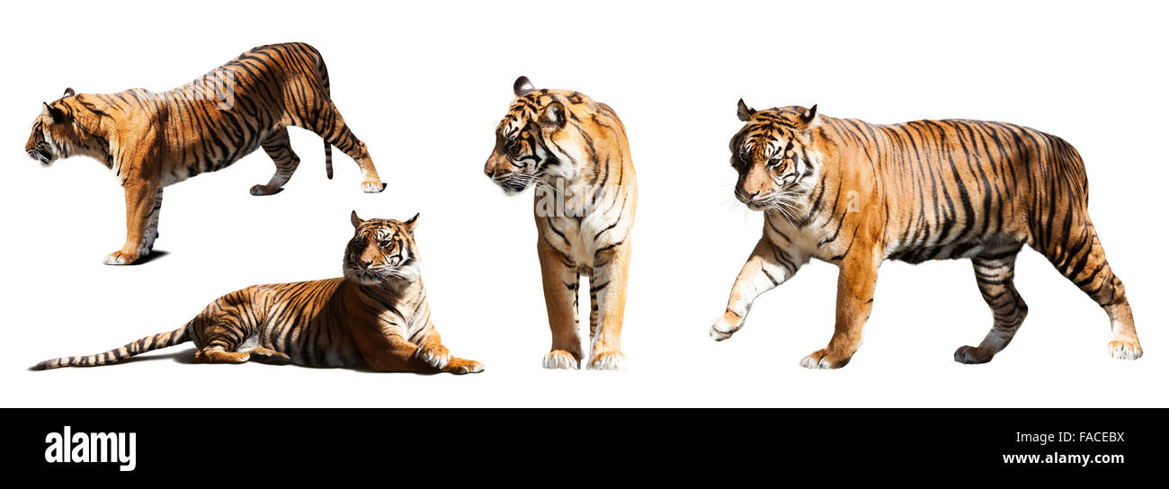 set of tigers. Isolated over white background Stock Photo - Alamy