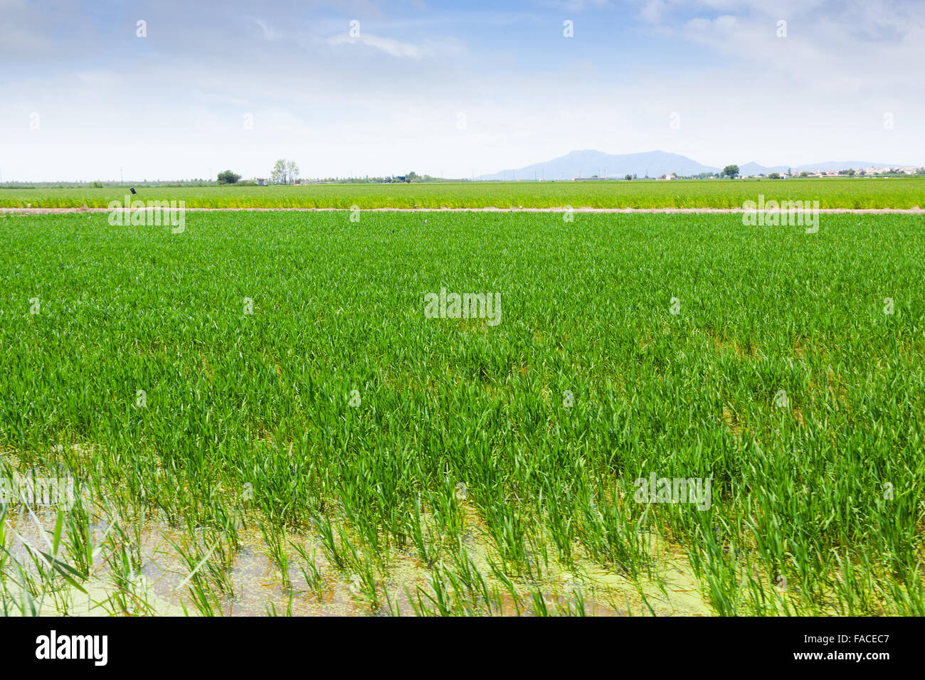 rice fields at Ebro Delta in summer Stock Photo - Alamy