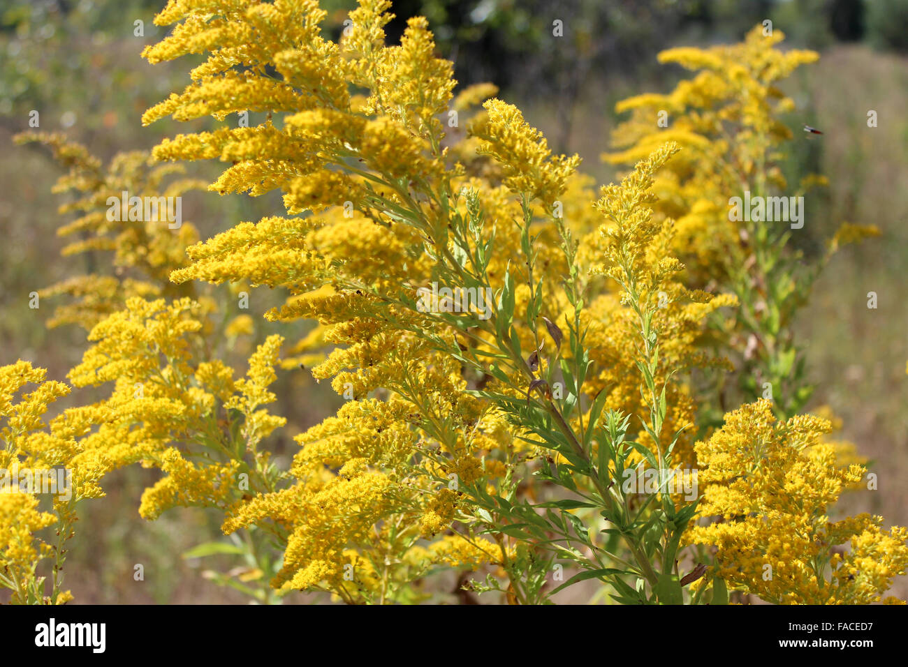 Goldenrod growing wild hi-res stock photography and images - Alamy