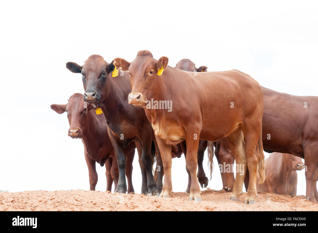 Afrikaner cattle hi-res stock photography and images - Alamy