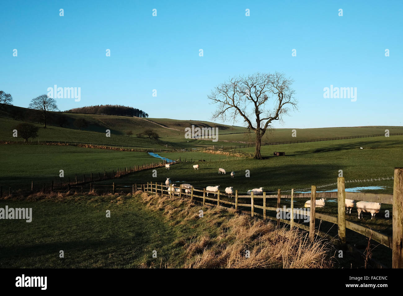 Typical farming countryside in Flasby, North Yorkshire with sheep and ...