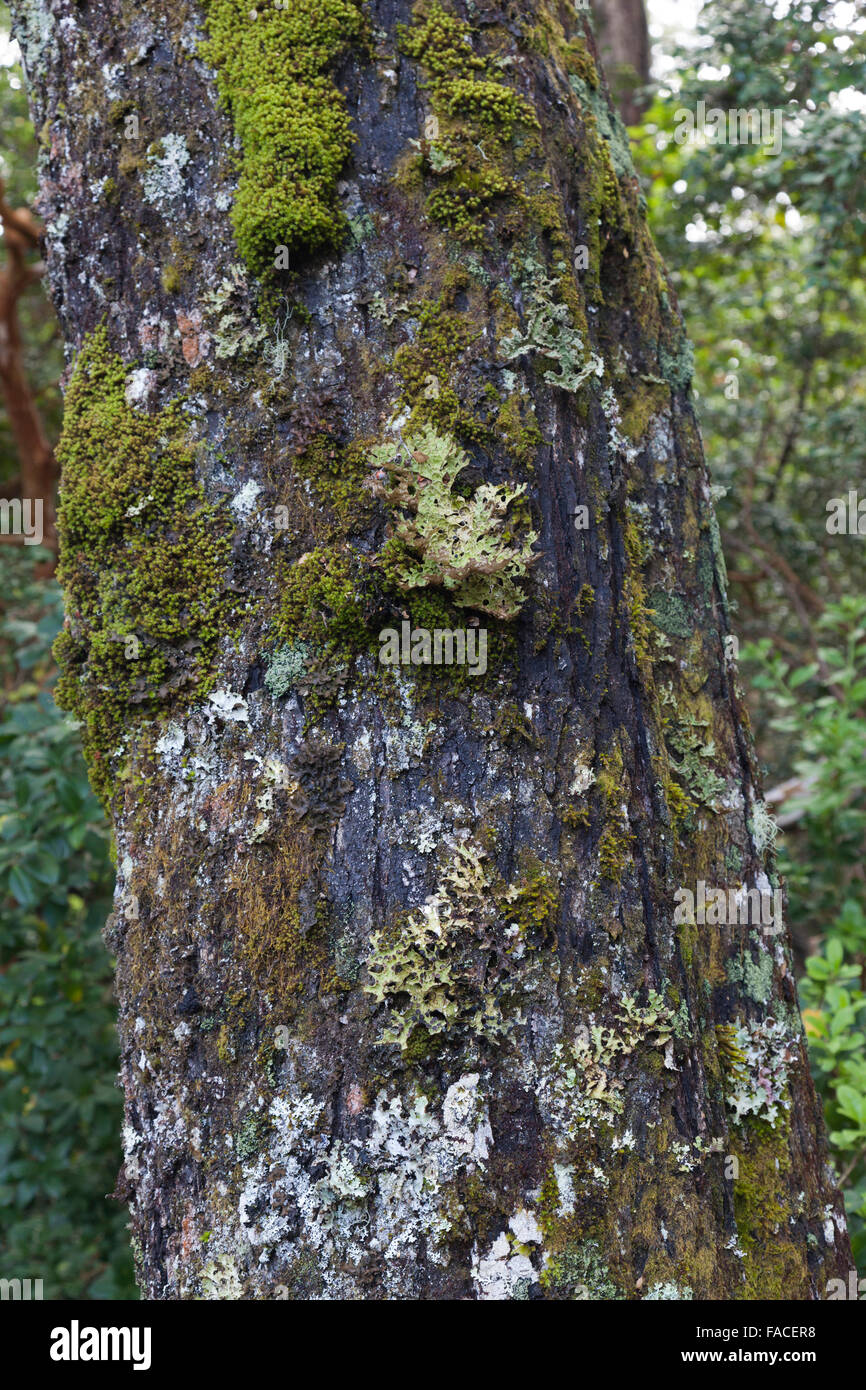 Los arrayanes national park hi-res stock photography and images - Alamy