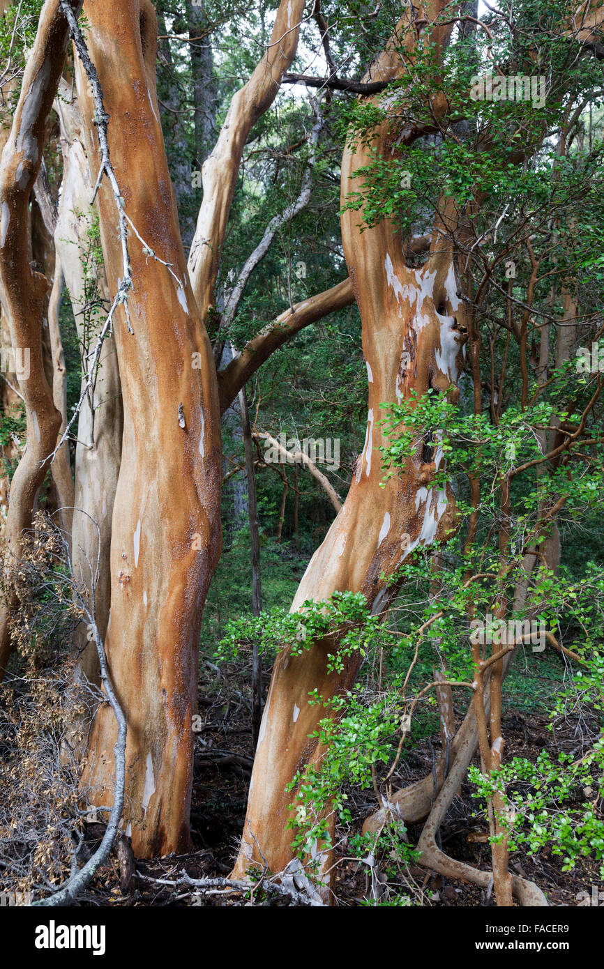 Luma apiculata hi-res stock photography and images - Alamy