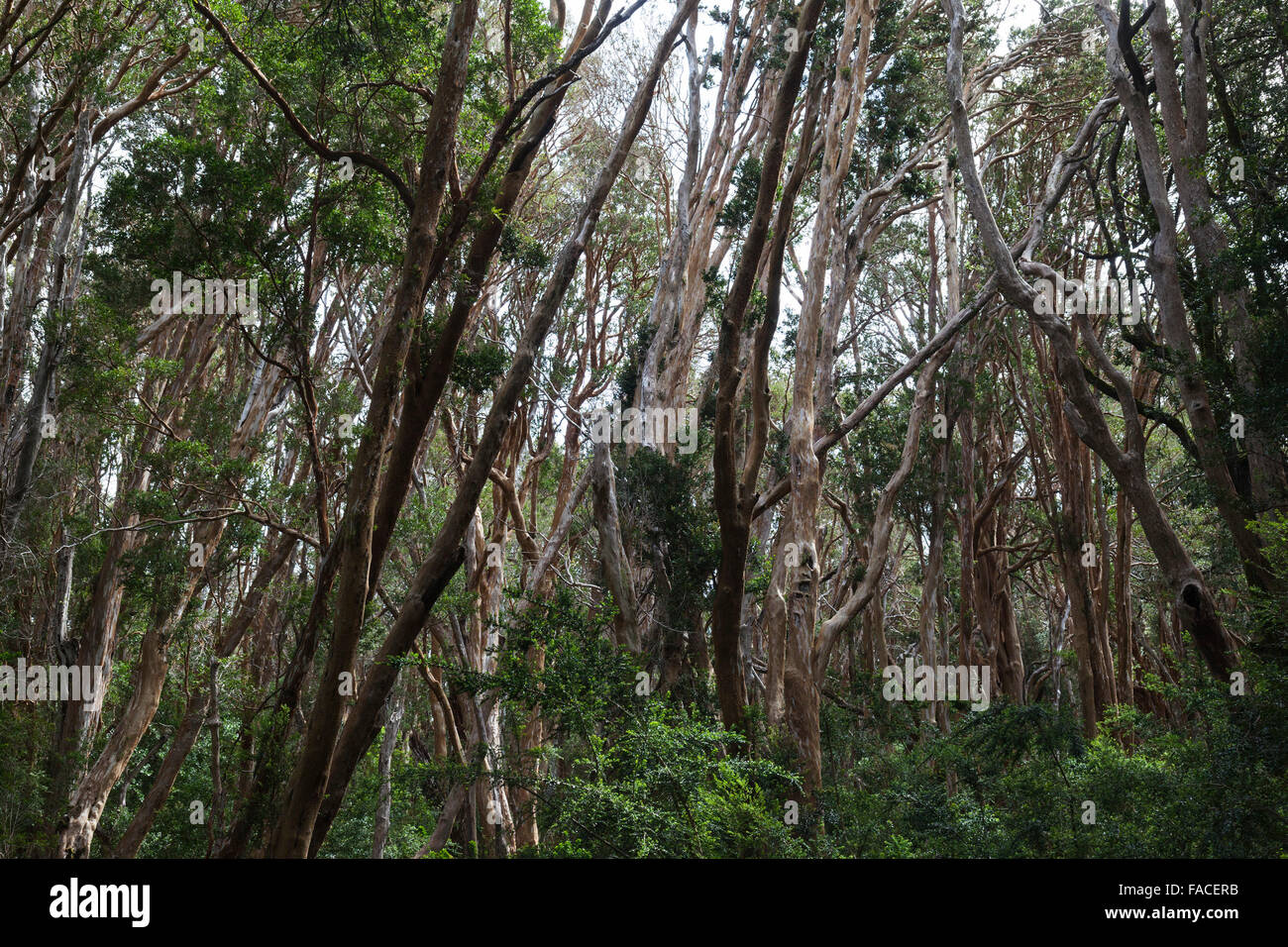 Luma apiculata hi-res stock photography and images - Alamy