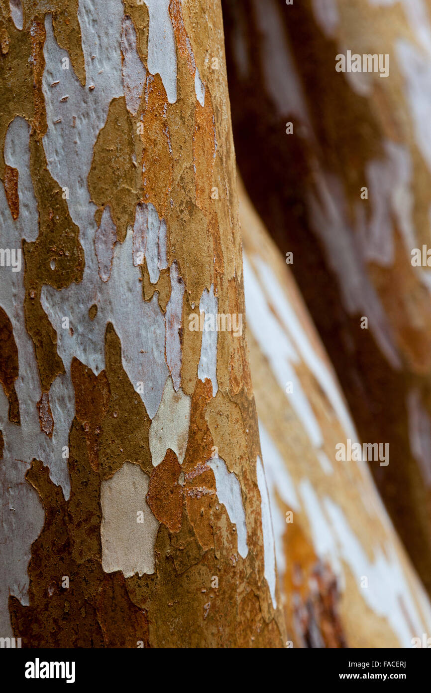 Arrayan hi-res stock photography and images - Alamy