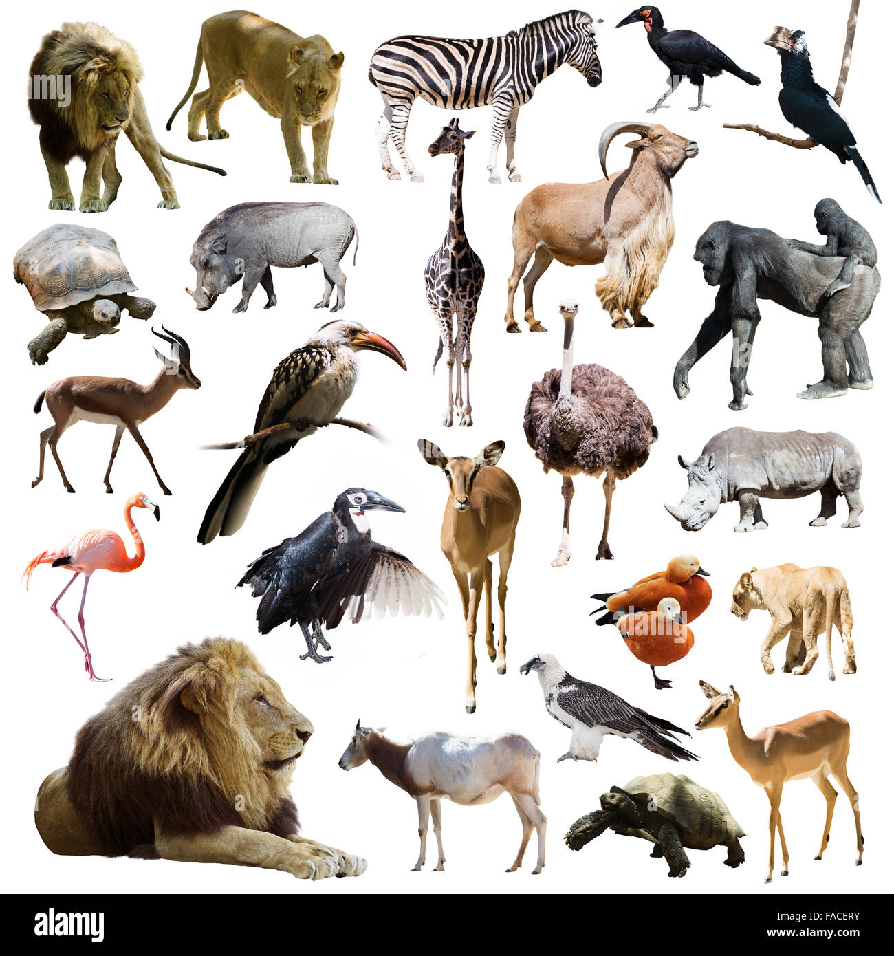 lions and other African animals. Isolated over white background Stock ...