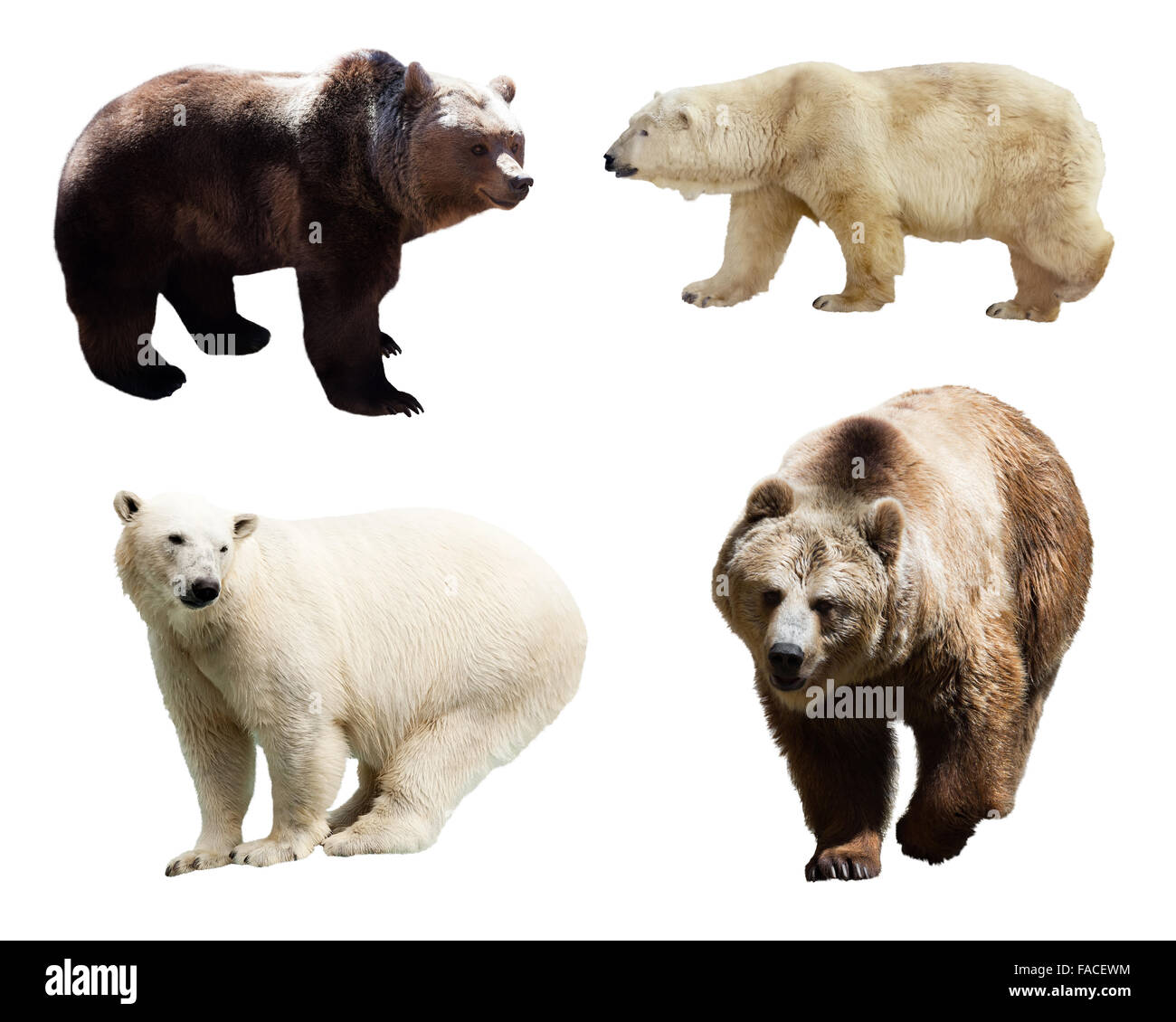 Set of bears. Isolated over white Stock Photo - Alamy